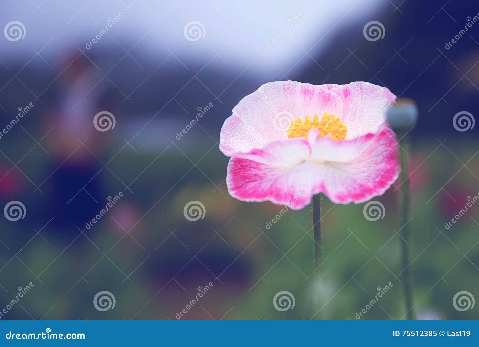 Rosa De La Amapola De Opio De La Flor Imagen de archivo - Imagen de ...