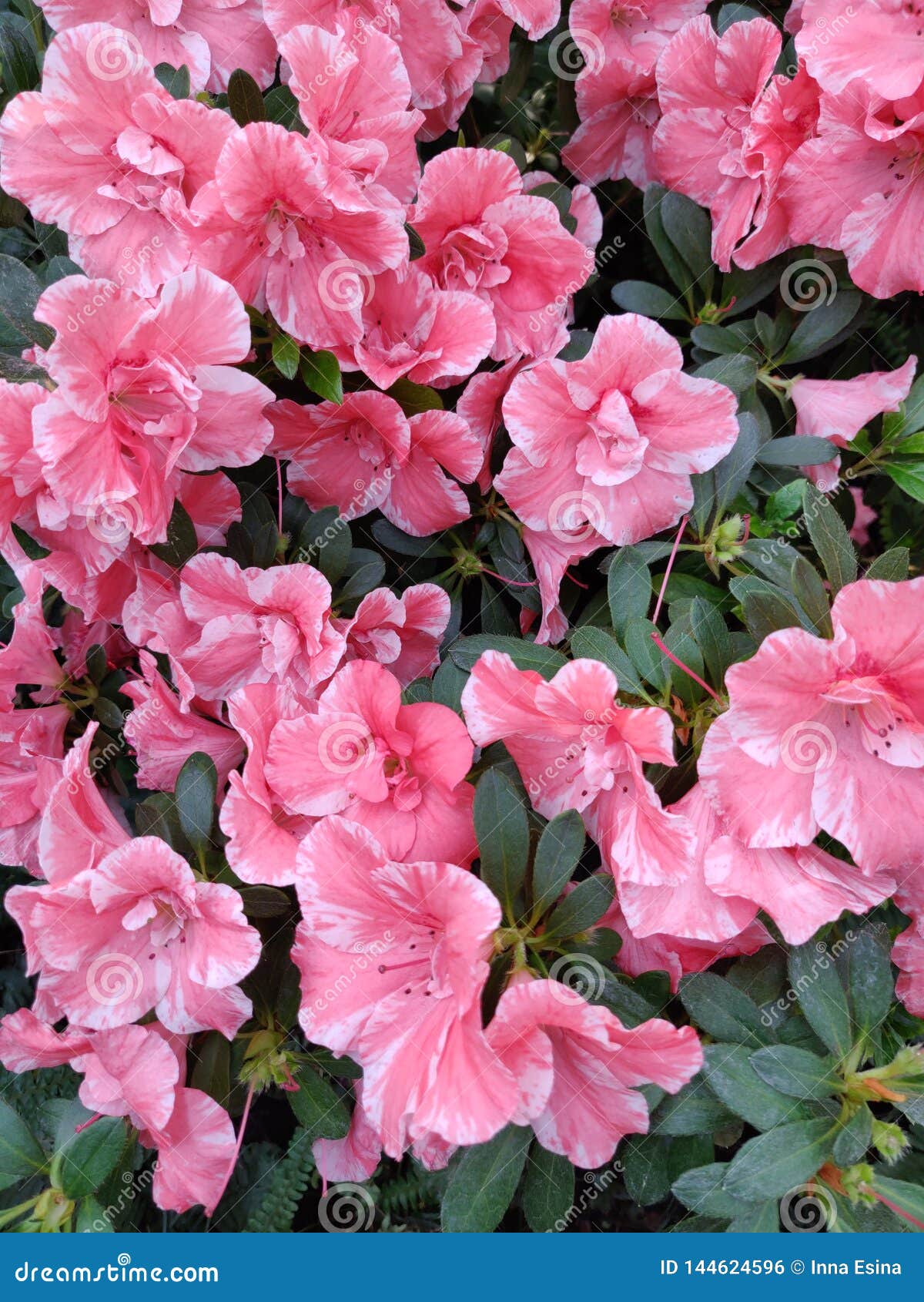 Rosa De La Flor De La Azalea Foto de archivo - Imagen de exterior ...