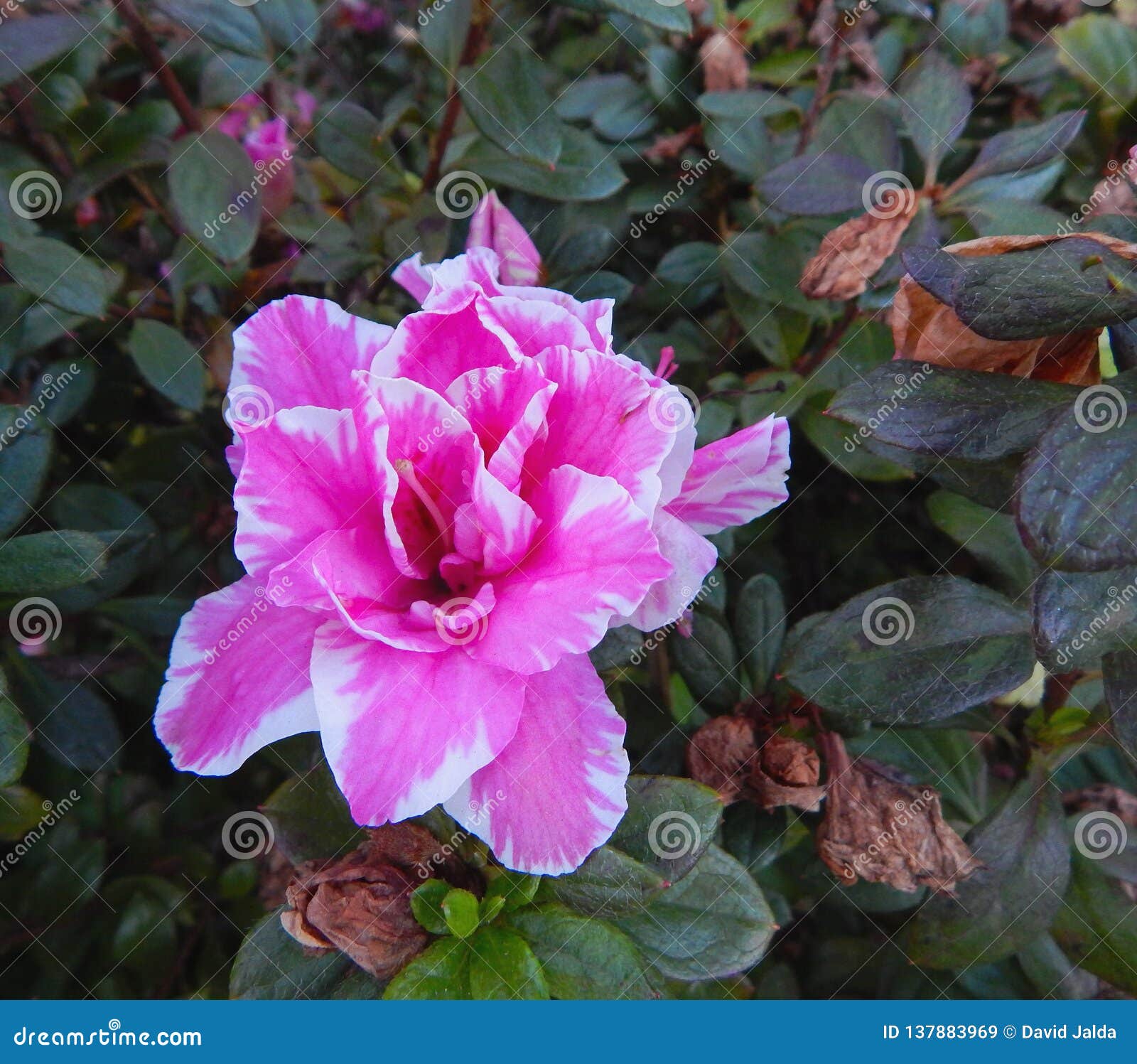Rosa De La Flor De La Azalea Y Blanco Imagen de archivo - Imagen de ...