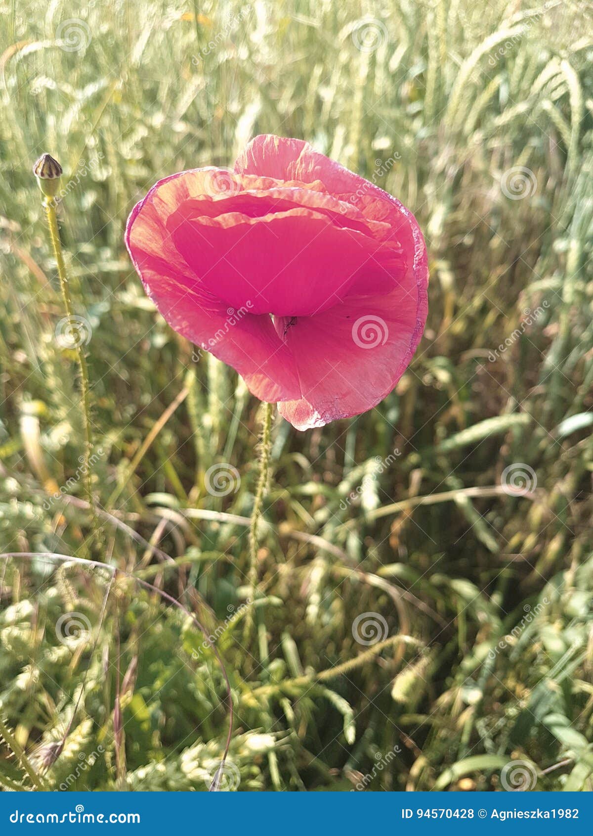 Rosa De La Flor De La Amapola Foto de archivo - Imagen de hierba, cubo ...