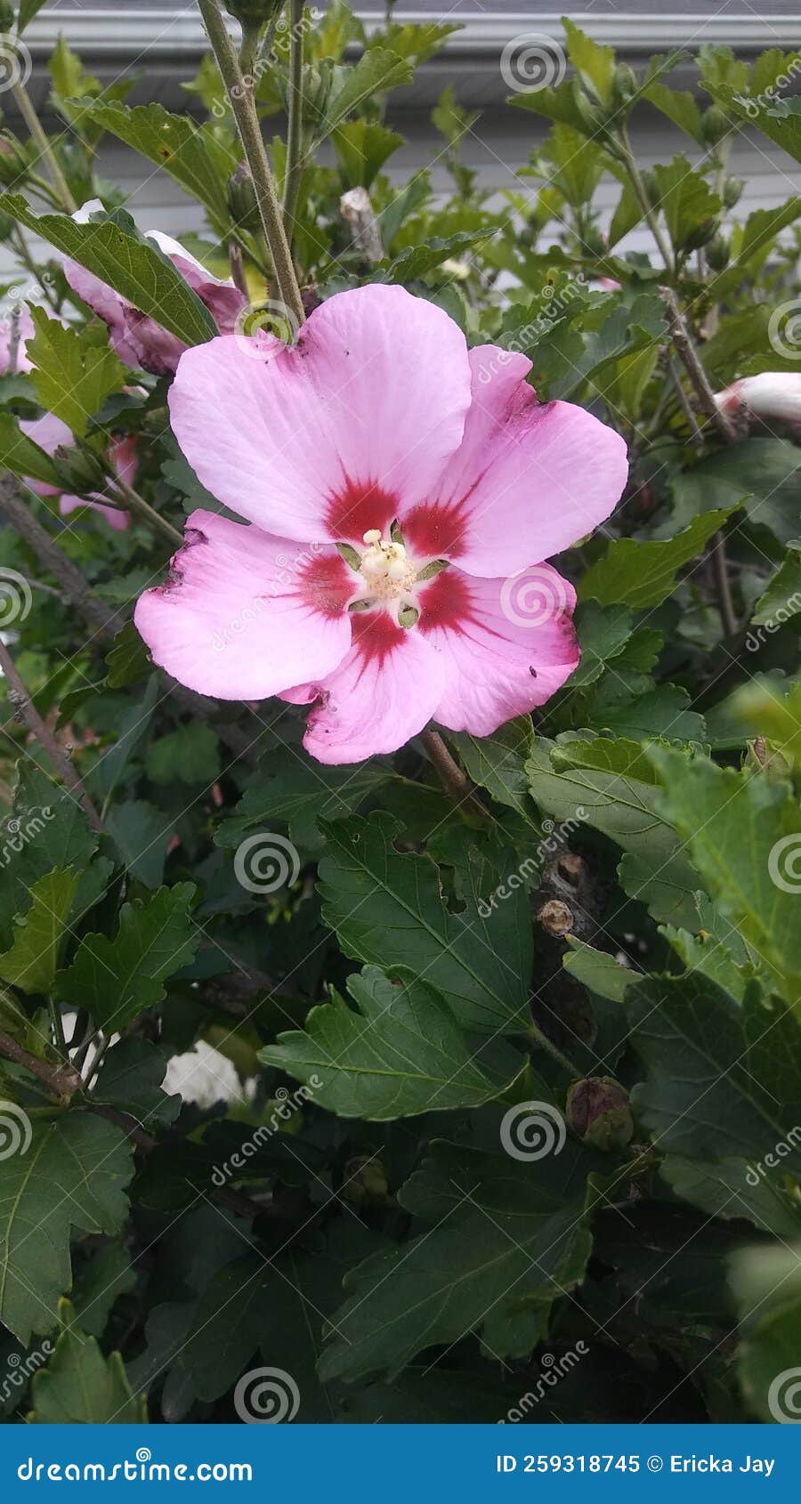 Rosa De Las Flores De Sharon. Imagen de archivo - Imagen de flores ...