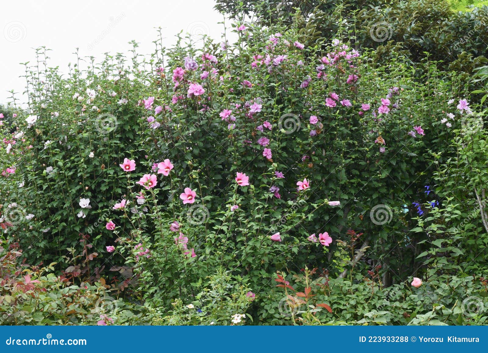 Rosa De Las Flores De Sharon. Foto de archivo - Imagen de rosa, rojo ...