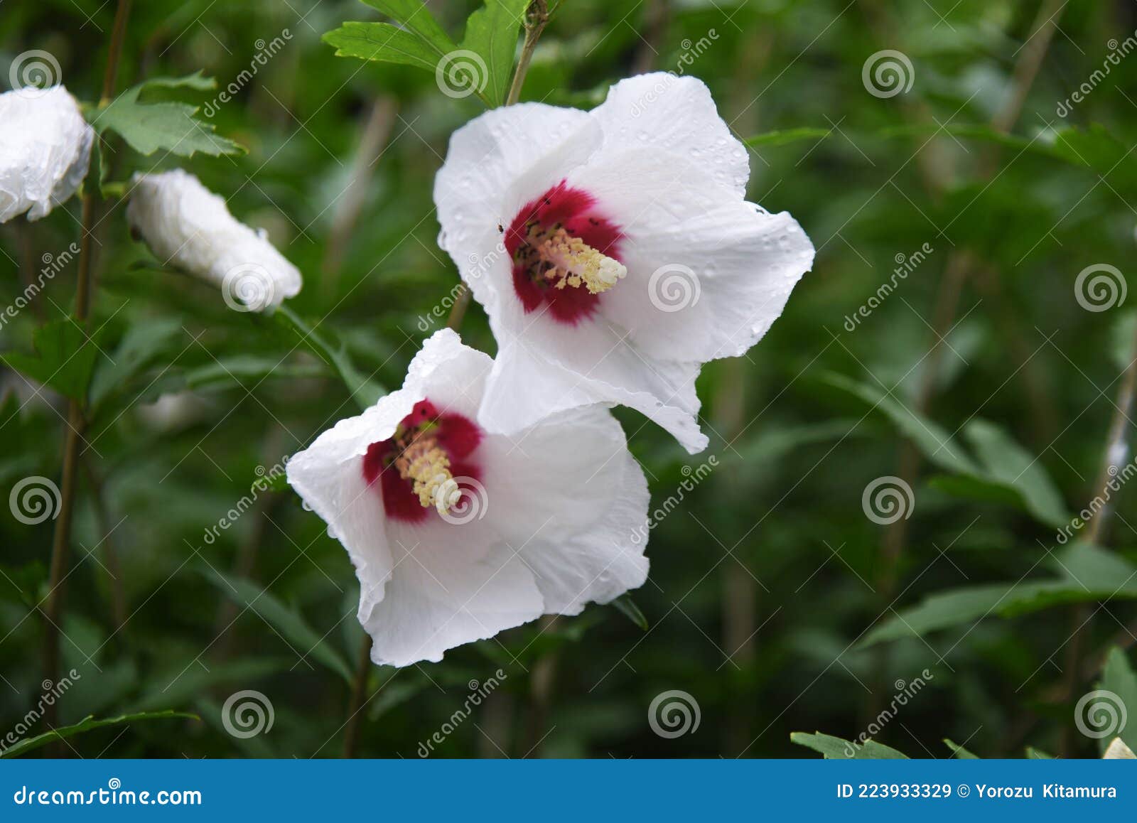 Rosa De Las Flores De Sharon. Imagen de archivo - Imagen de planta ...
