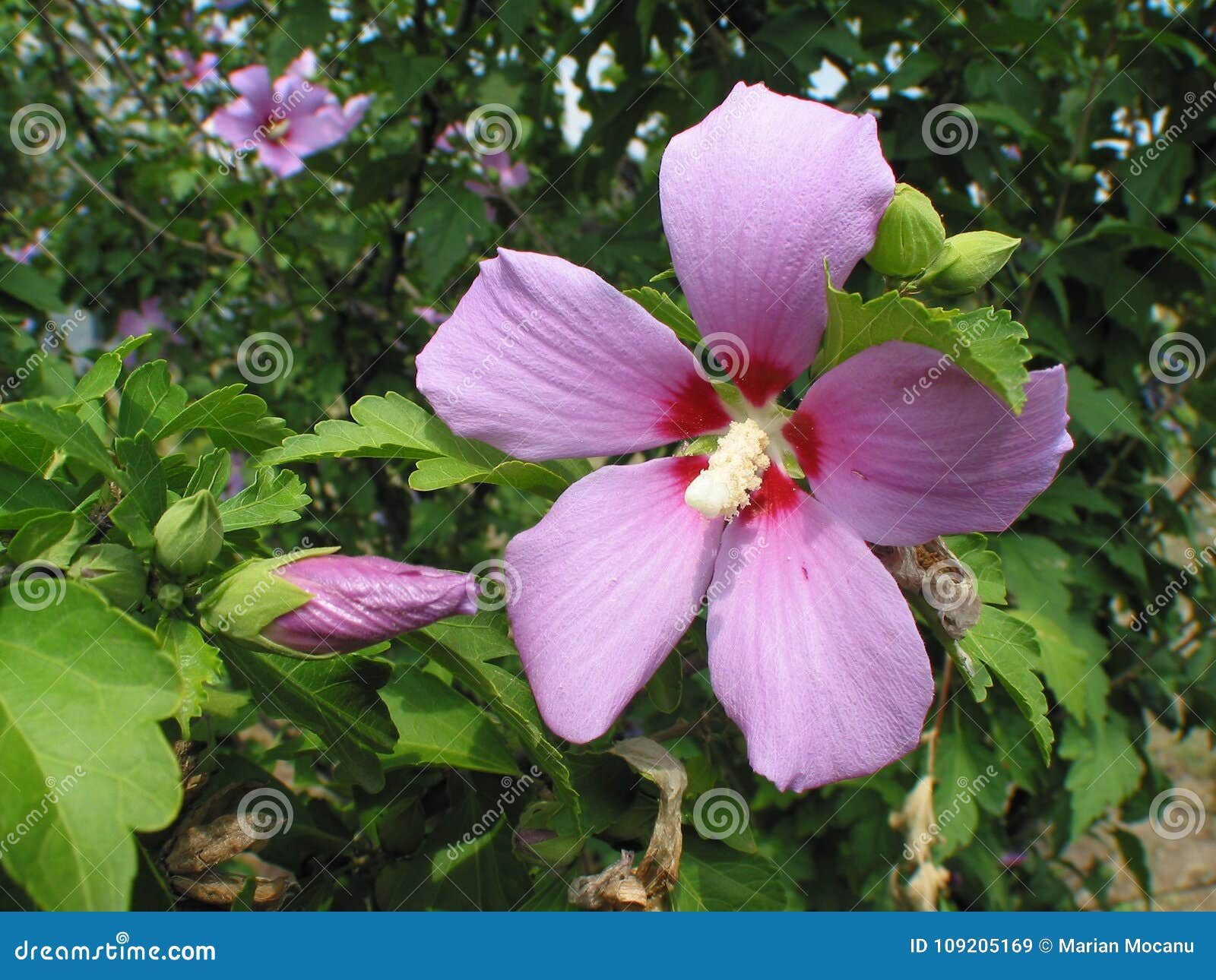 Rosa de Sharon imagem de stock. Imagem de eternidade - 109205169
