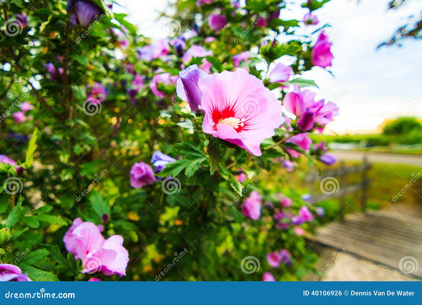 Rosa de Sharon foto de stock. Imagem de inseto, flor - 40106926