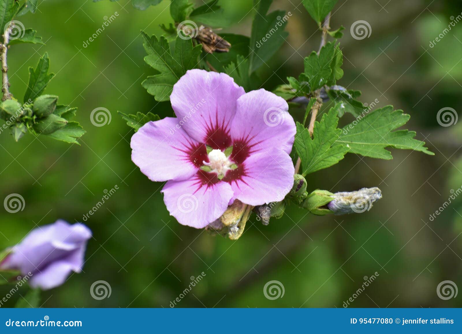 Rosa de Sharon foto de stock. Imagem de hollyhocks, flora - 95477080