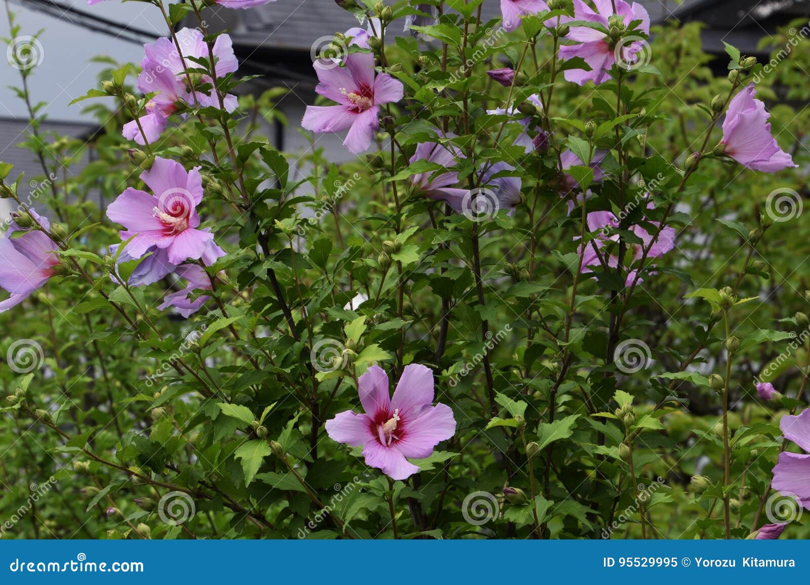 Rosa de Sharon imagem de stock. Imagem de parque, sazonal - 95529995