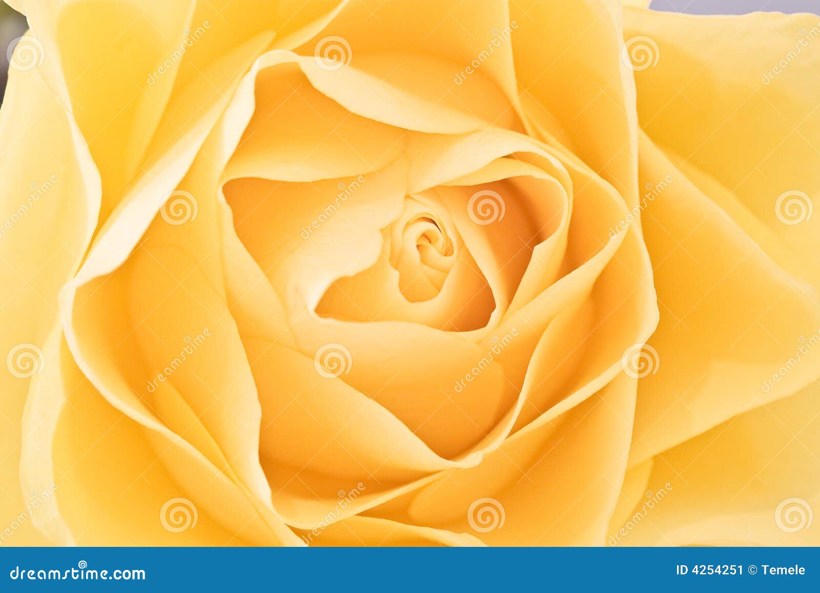 Rosa Del Amarillo Imagen. Imagen: 4254251