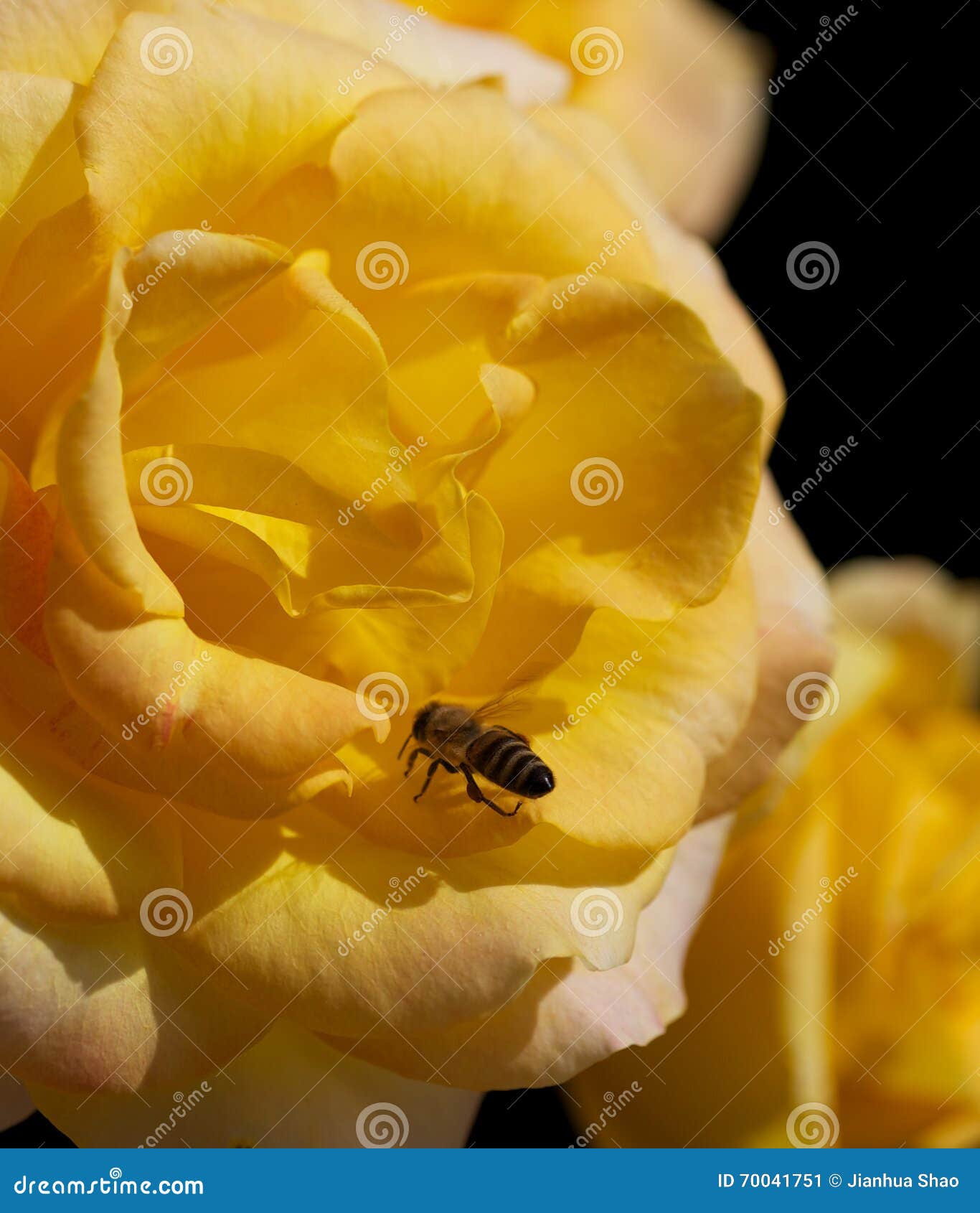 Rosa Del Amarillo Con La Abeja Imagen de archivo - Imagen de cierre ...
