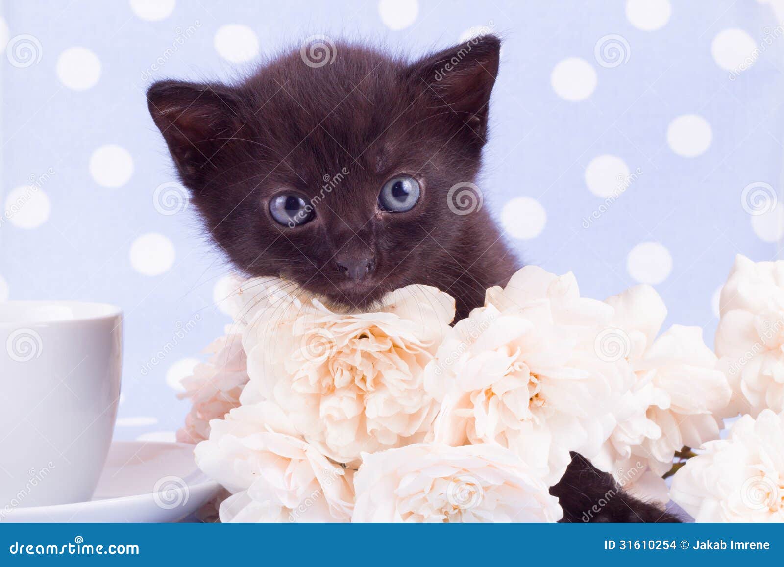 Rosa Del Blanco Con El Gatito Lindo Foto de archivo - Imagen de cierre ...