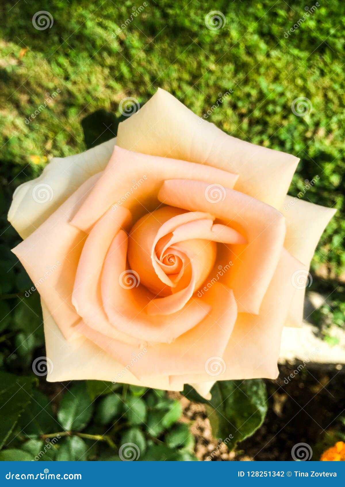 Rosa del color crema foto de archivo. Imagen de color - 128251342