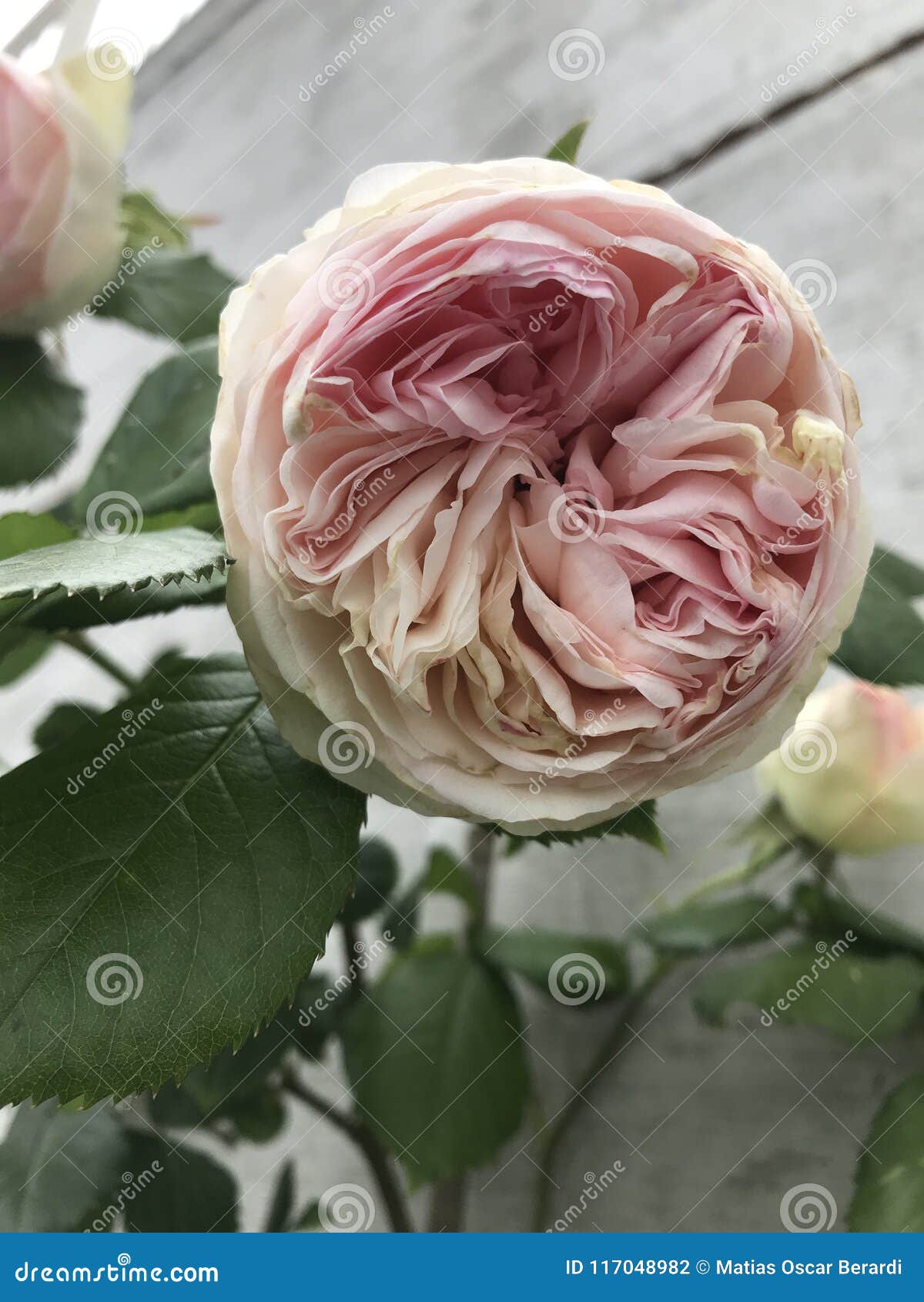 Rosa Del Damasco Di Colore Rosa Delicato Fotografia Stock - Immagine di ...
