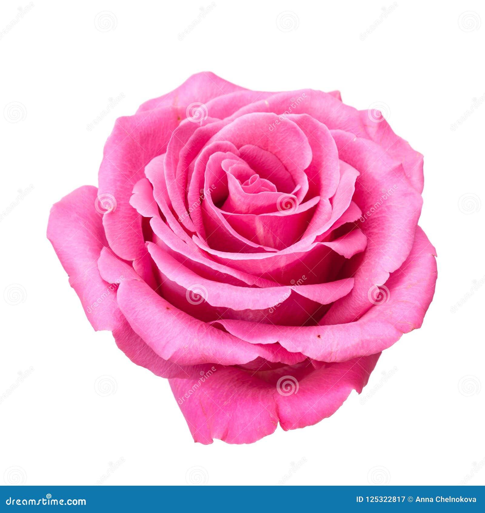 Rosa del rosa en blanco imagen de archivo. Imagen de rojo - 125322817