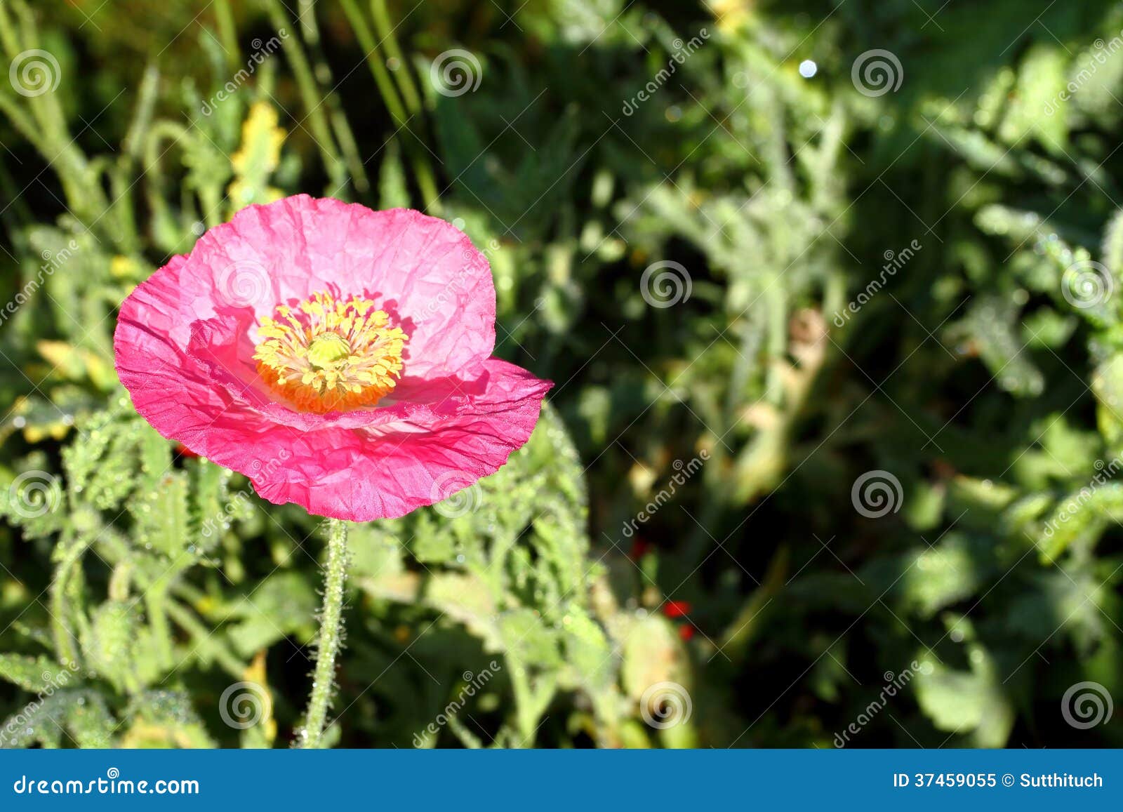 Rosa Del Papavero Di Islanda Immagine Stock - Immagine di germoglio ...