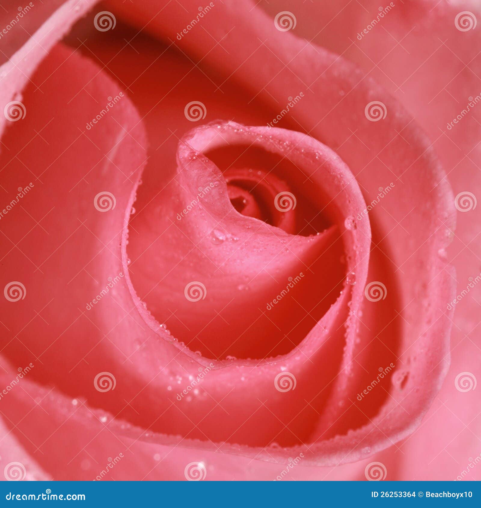 Rosa del rosa foto de archivo. Imagen de olor, encanto - 26253364