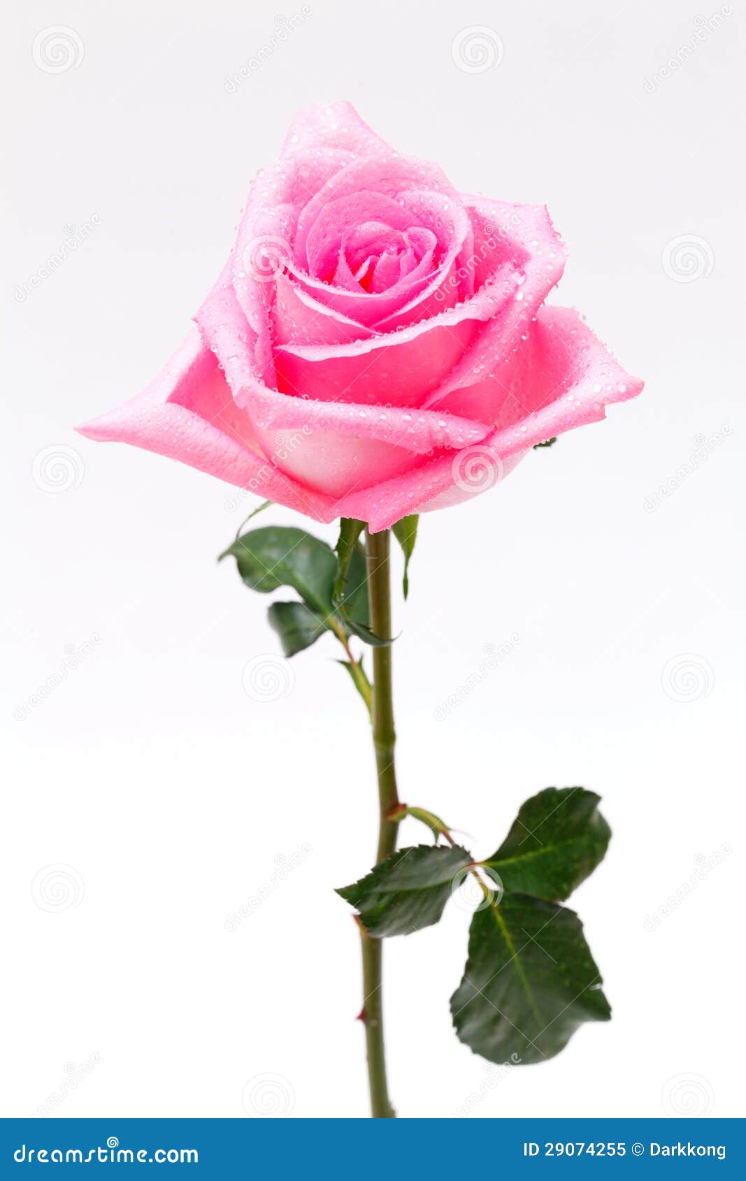 Rosa del rosa imagen de archivo. Imagen de elegante, primer - 29074255