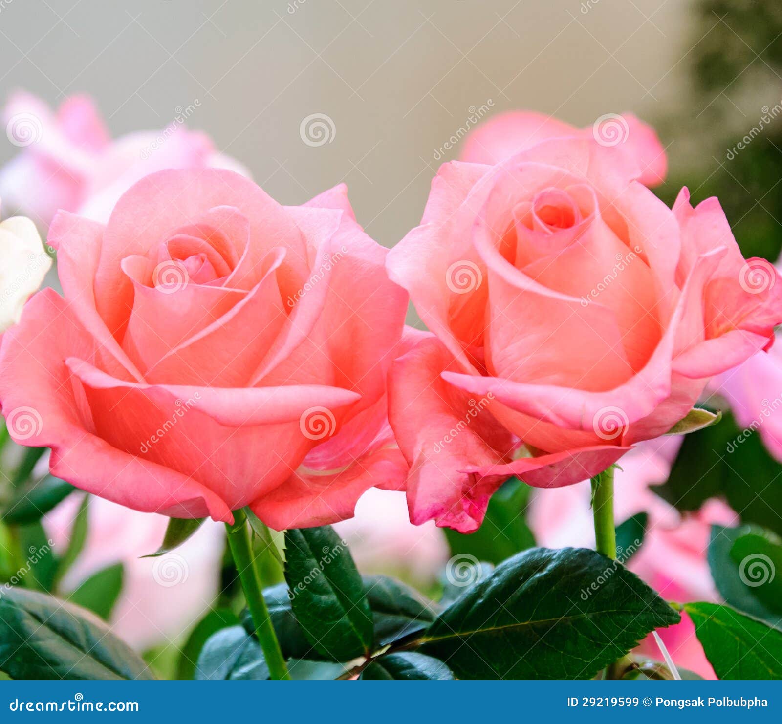 Rosa del rosa imagen de archivo. Imagen de cubo, floral - 29219599