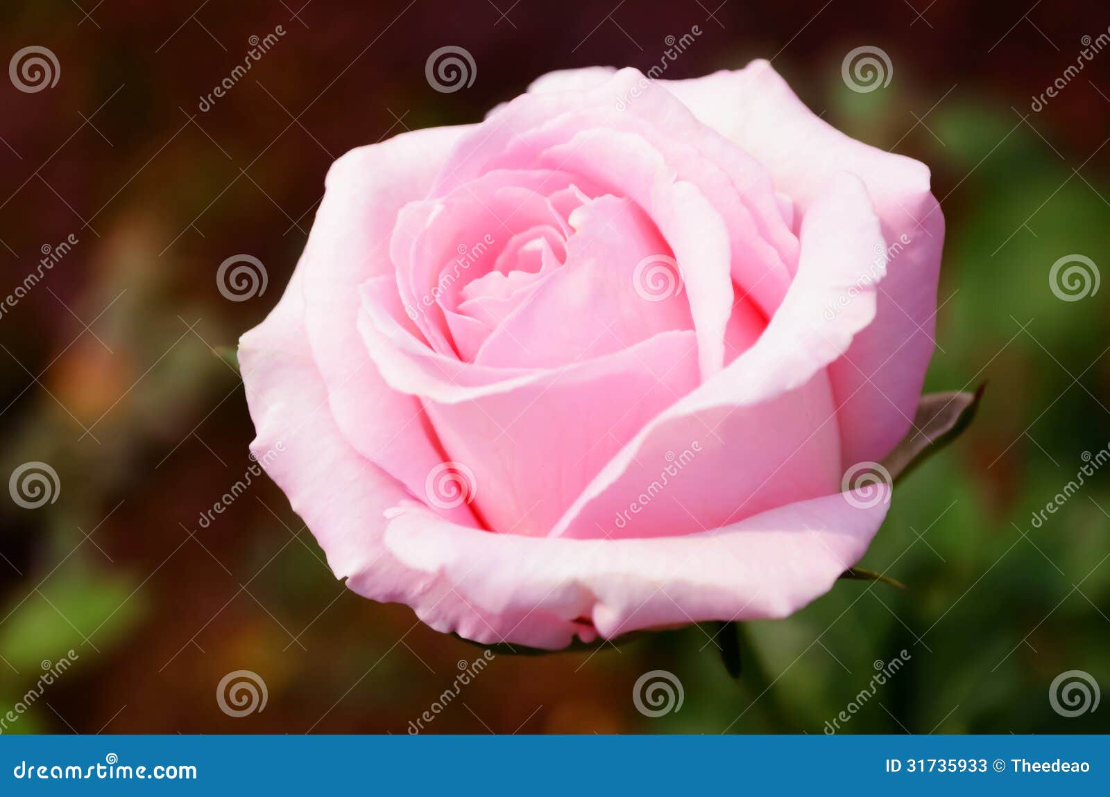 Rosa del rosa imagen de archivo. Imagen de suave, color - 31735933