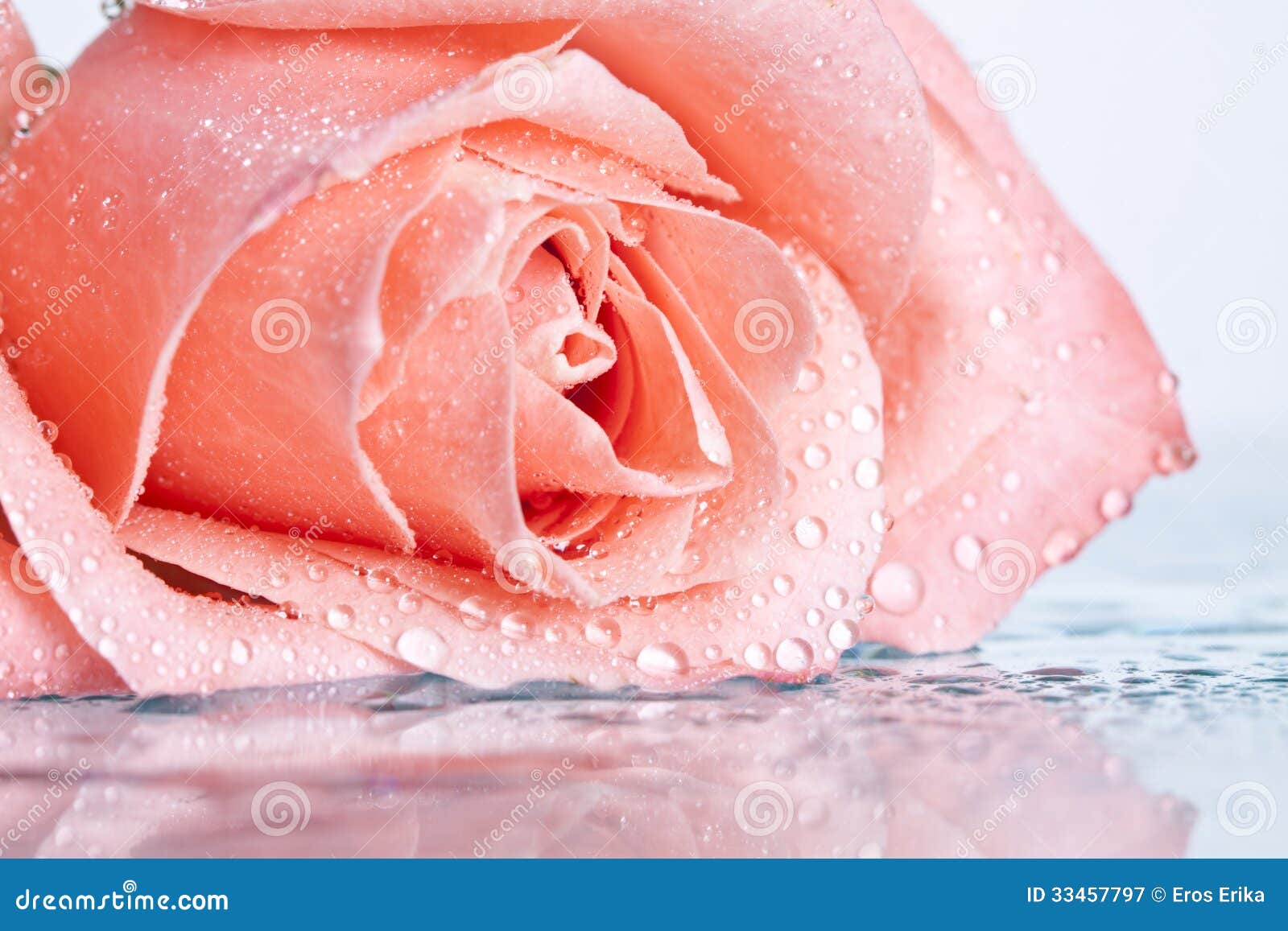 Rosa del rosa imagen de archivo. Imagen de gotas, travieso - 33457797