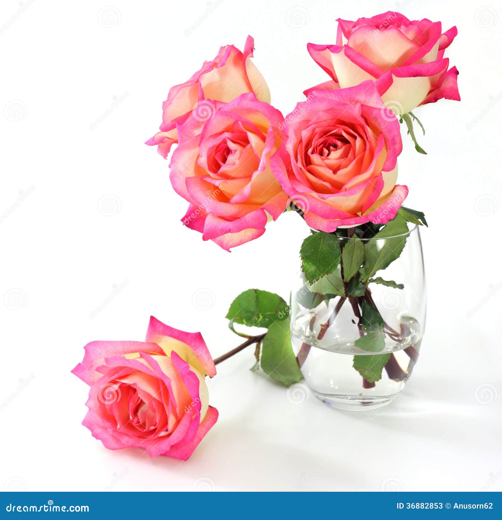 Rosa del rosa imagen de archivo. Imagen de apacible, fondo - 36882853