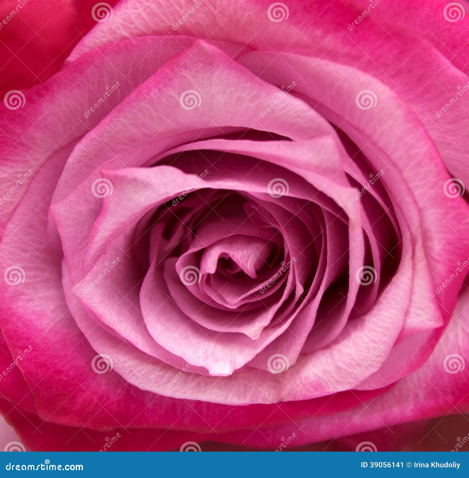 Rosa del rosa imagen de archivo. Imagen de cubo, aislado - 39056141