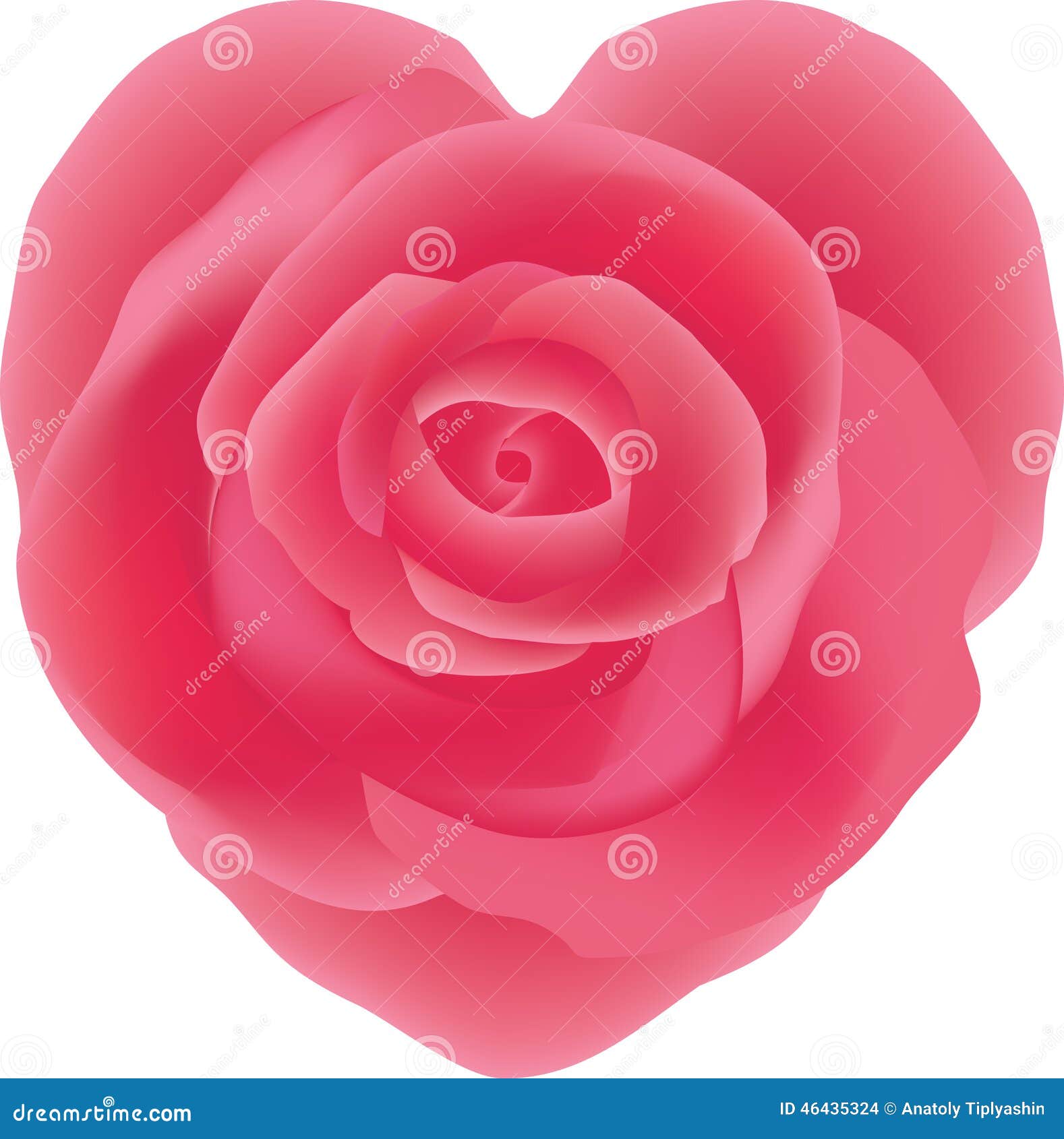 Rosa Del Rosa, En Forma De Corazón Ilustración del Vector - Ilustración ...
