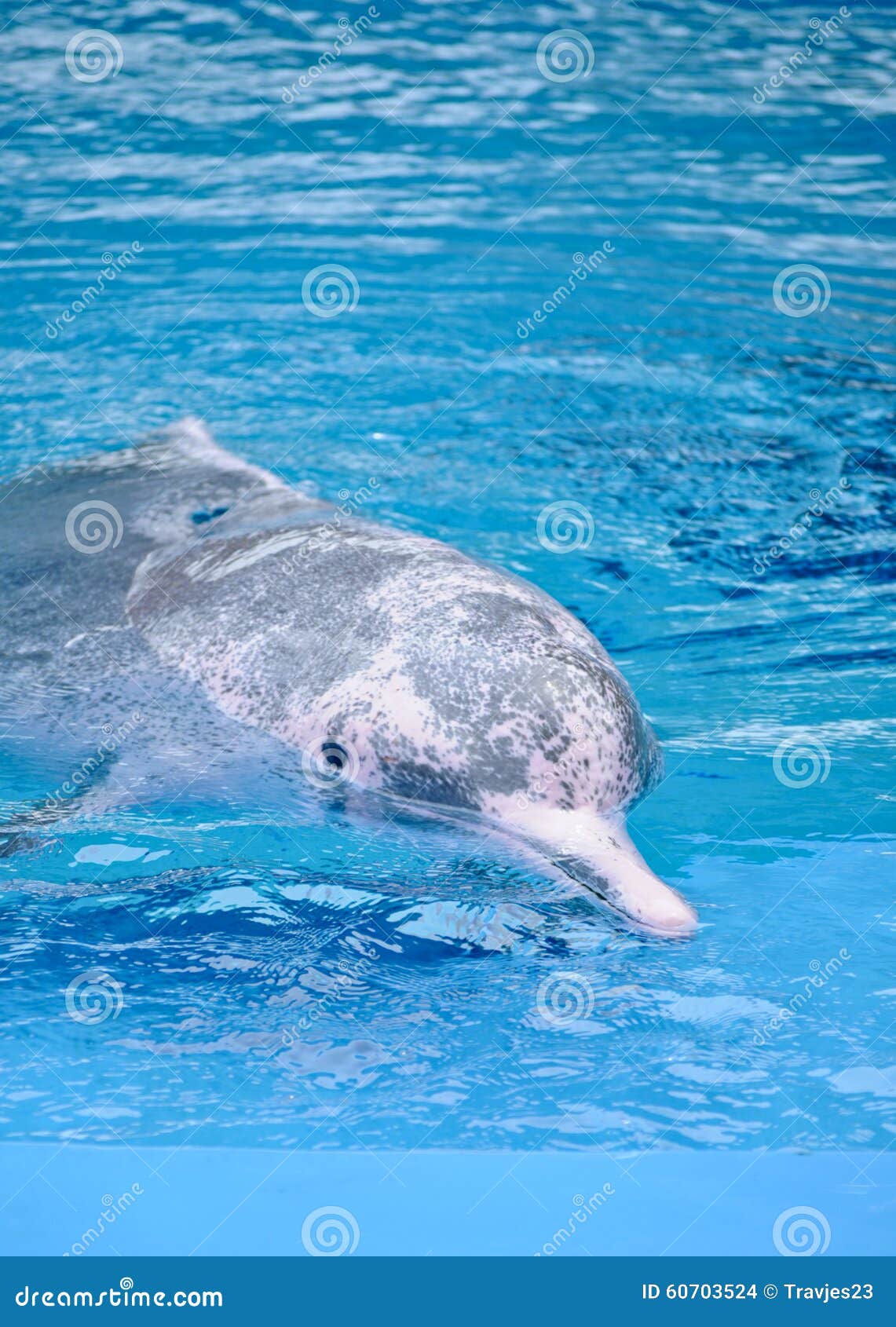 Rosa delfin arkivfoto. Bild av singapore, rosa, foto - 60703524