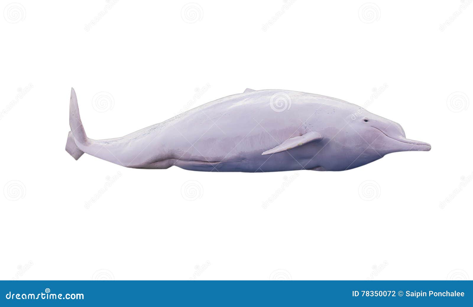 Rosa delfin i havet arkivfoto. Bild av matning, flod - 78350072