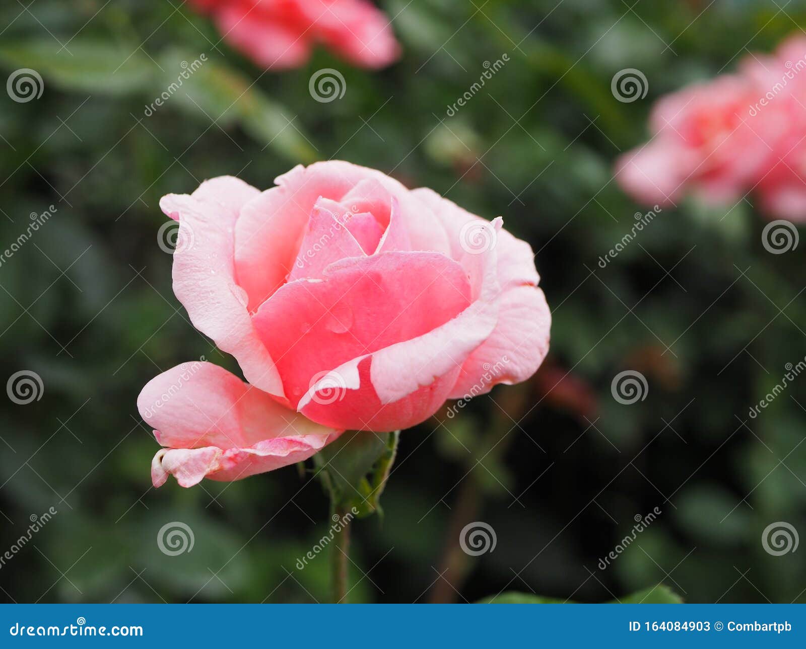 Rosa Rosa Delicada Con Gotas De Lluvia, Rosa Llorando Imagen de archivo ...