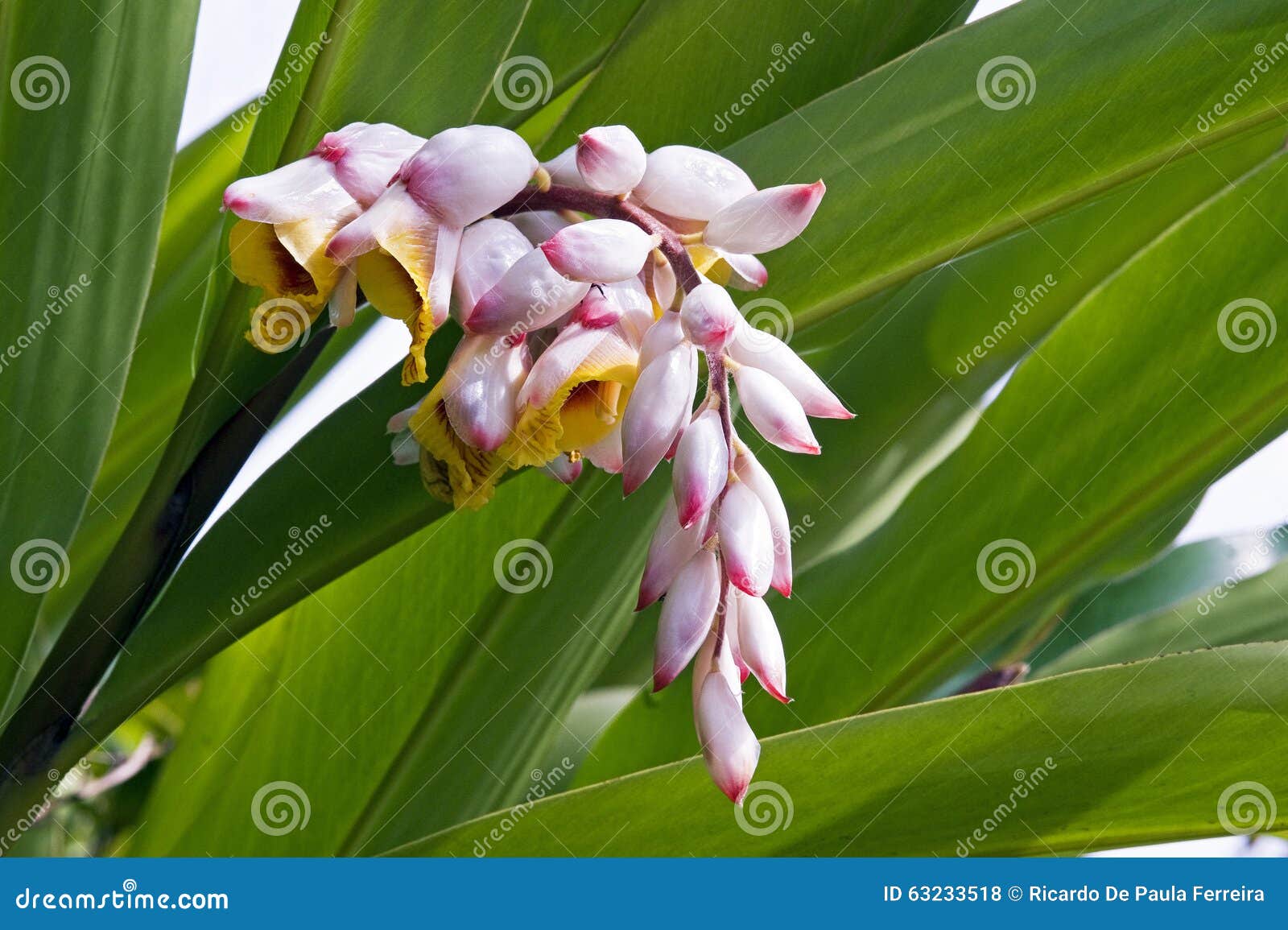 Rosa Dello Zenzero Di Shell O Zerumbet Di Alpinia Fotografia Stock ...