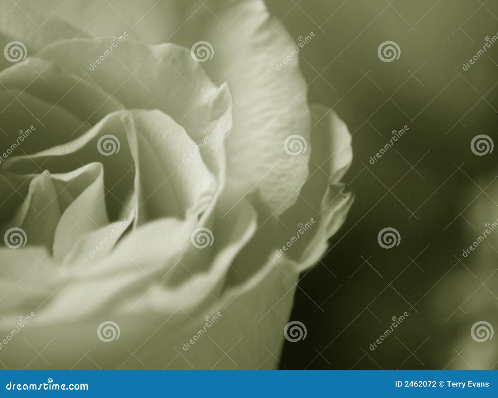Rosa desvanecida foto de stock. Imagem de tristeza, antiguidade - 2462072