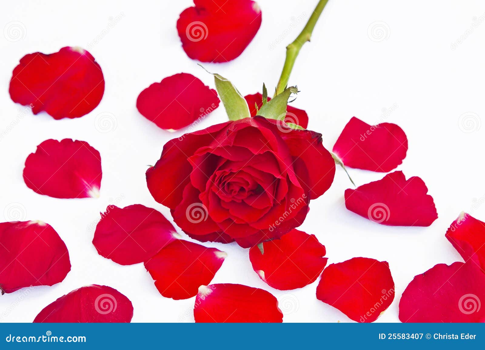 Rosa desvanecida imagem de stock. Imagem de acoplamento - 25583407