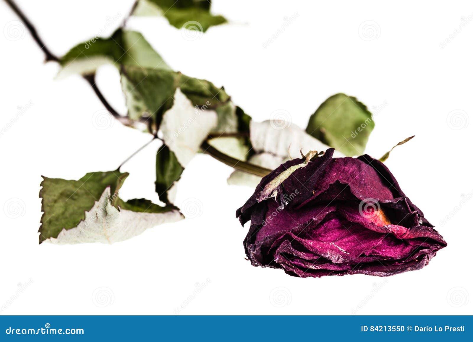 Rosa desvanecida isolada foto de stock. Imagem de haste - 84213550