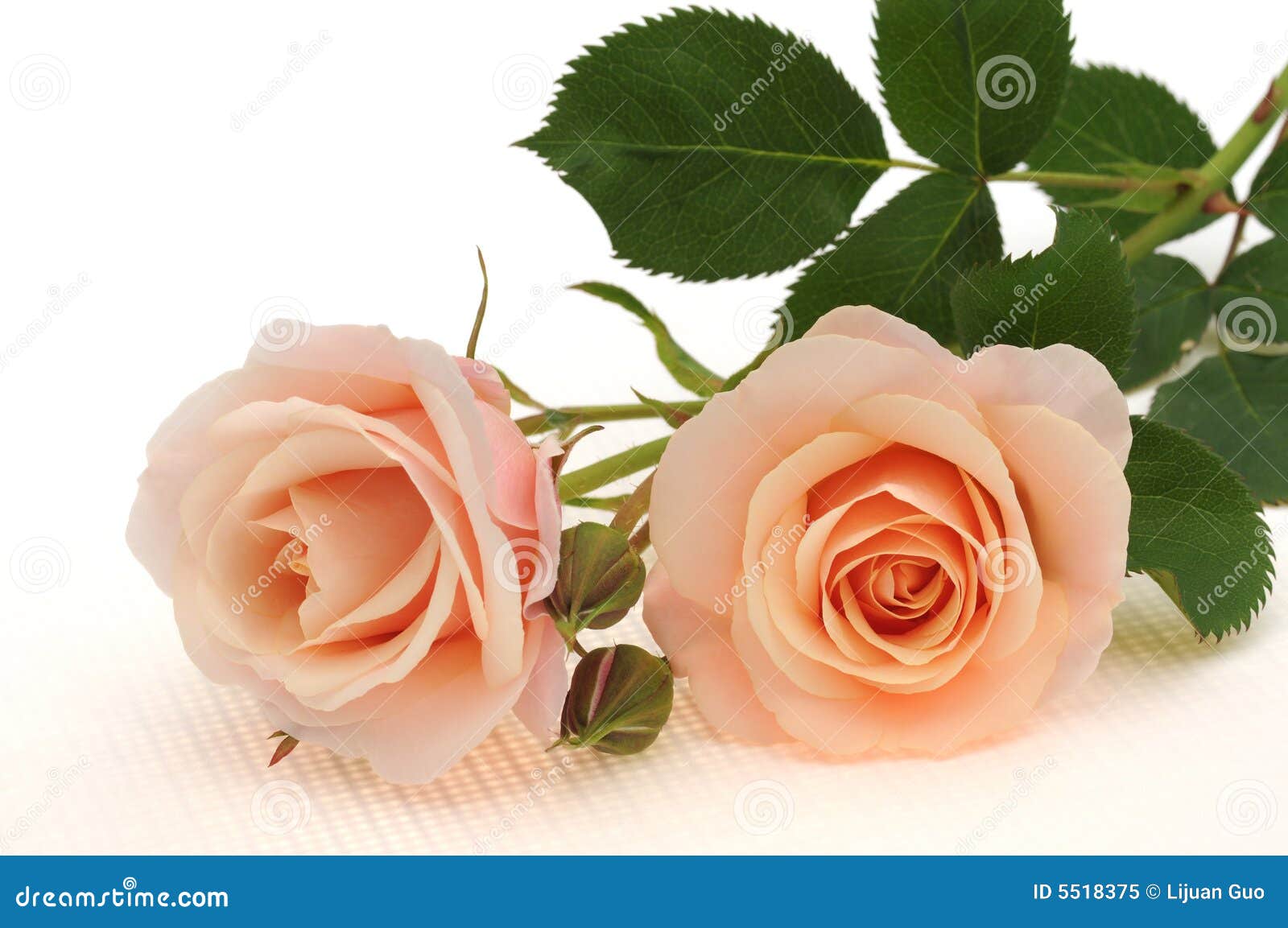 Rosa Di Colore Della Pesca Isolata Su Bianco Immagine Stock - Immagine ...