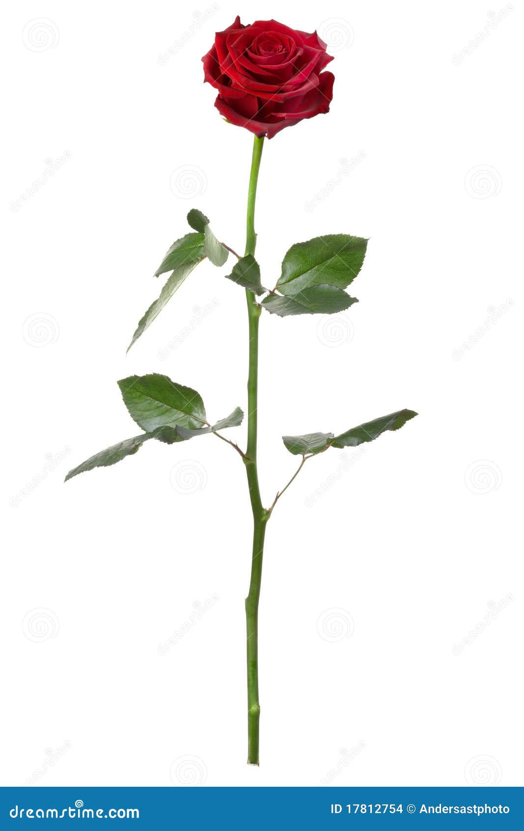 Rosa Di Colore Rosso, Gambo Lungo Fotografia Stock - Immagine di fiore ...