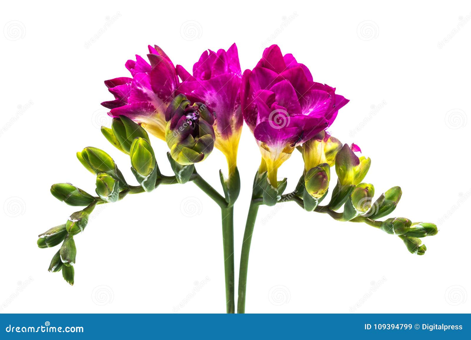 Fiore Rosa Di Fresia Foto Stock - Download 242 Royalty Free Photos