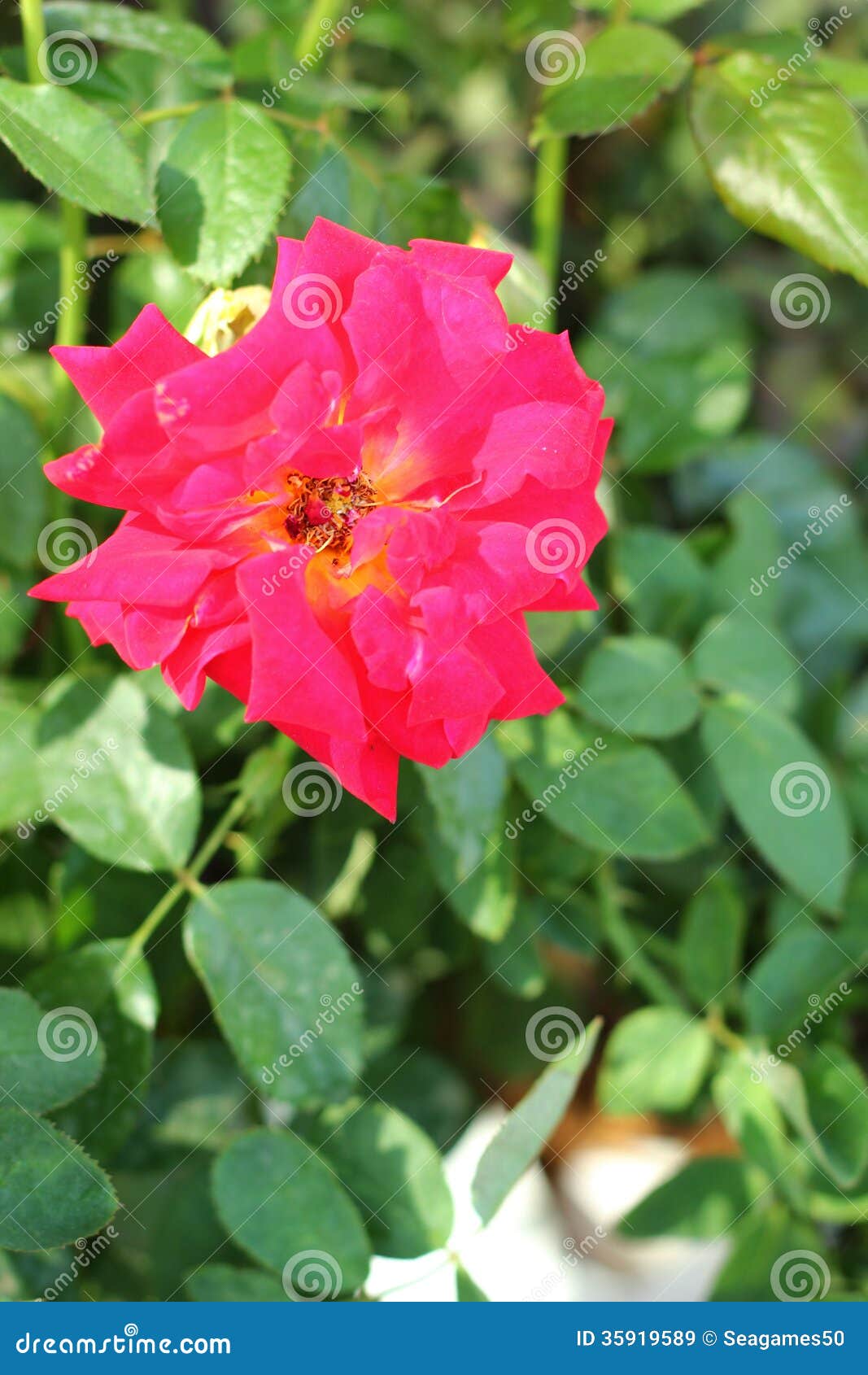 Rosa di rosa nella natura immagine stock. Immagine di bellezza - 35919589