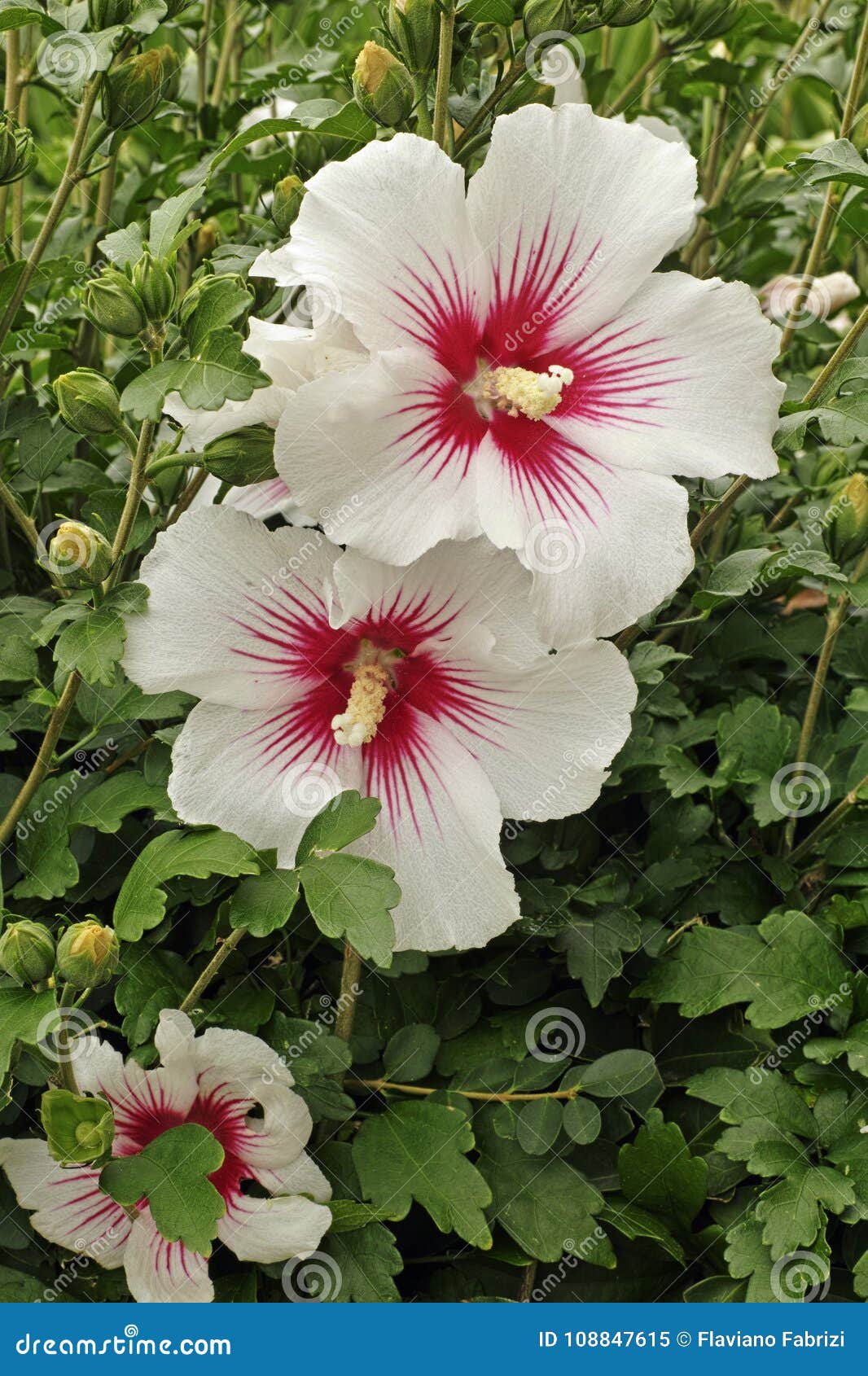 Rosa di Sharon immagine stock. Immagine di pianta, flora - 108847615