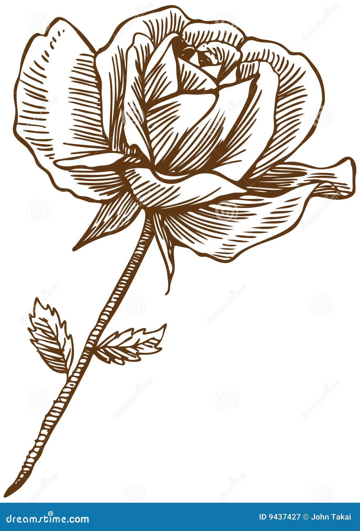 Rosa disegnata a mano illustrazione vettoriale. Illustrazione di ...