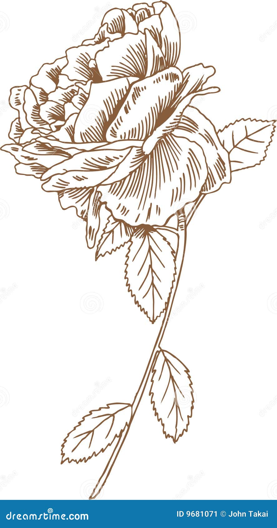 Rosa disegnata a mano illustrazione vettoriale. Illustrazione di ...