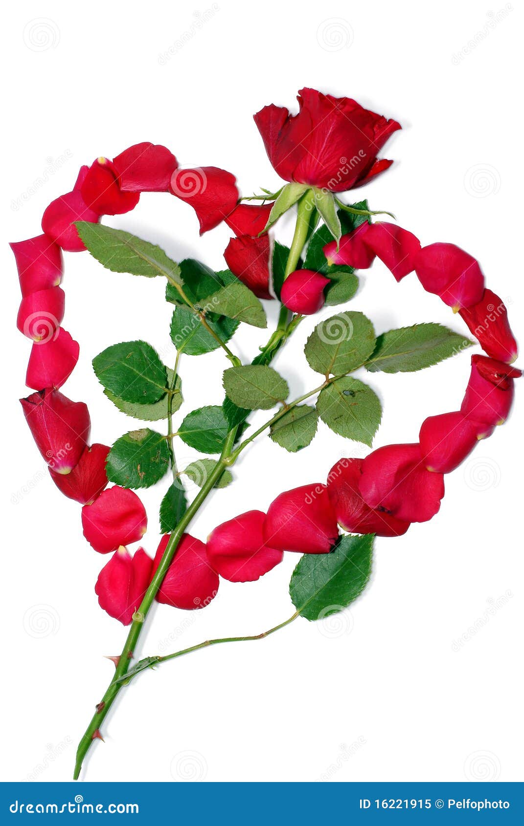 Rosa do amor. imagem de stock. Imagem de sentimento, presente - 16221915