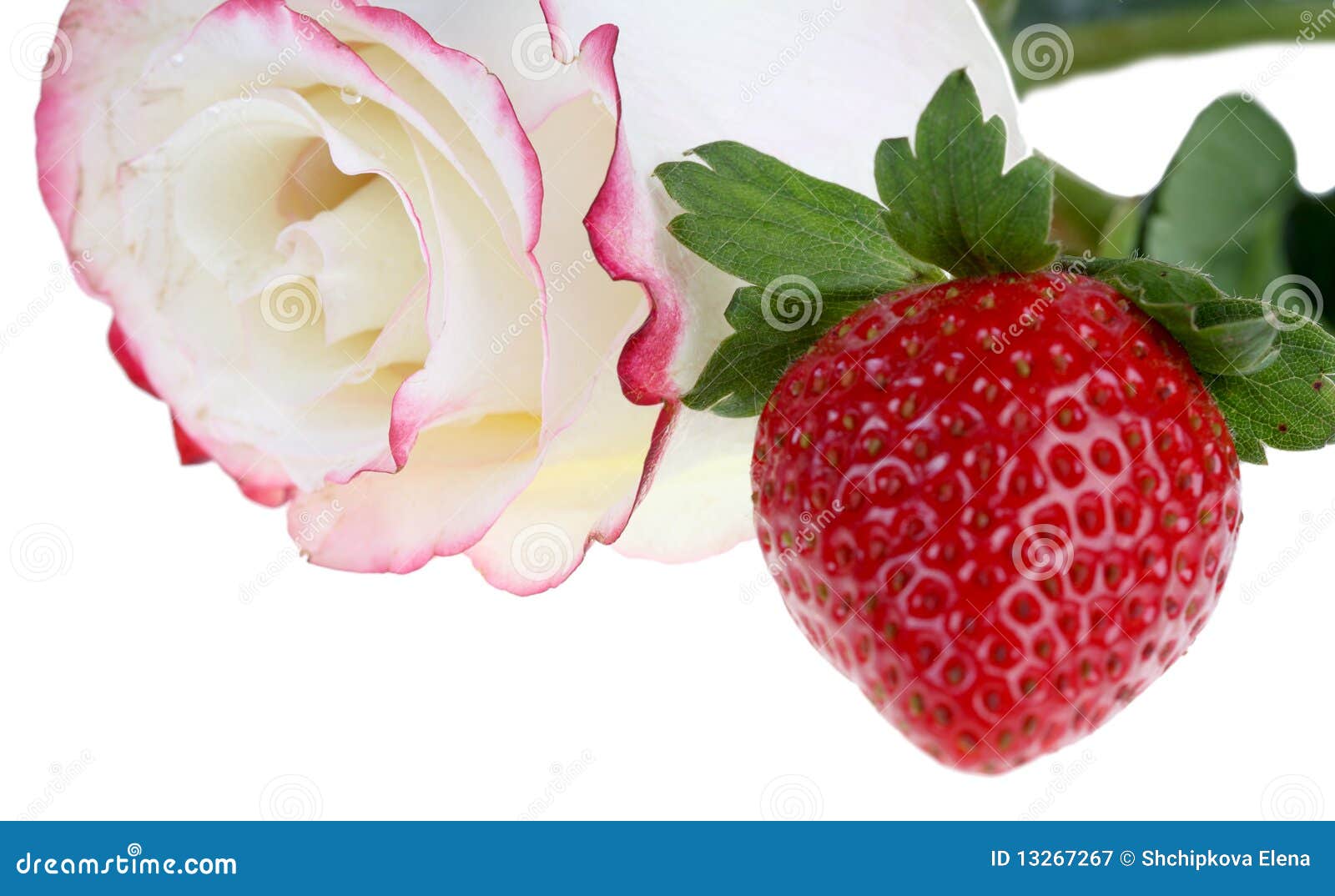 Rosa Do Branco E Morango Vermelha Imagem de Stock - Imagem de vida ...