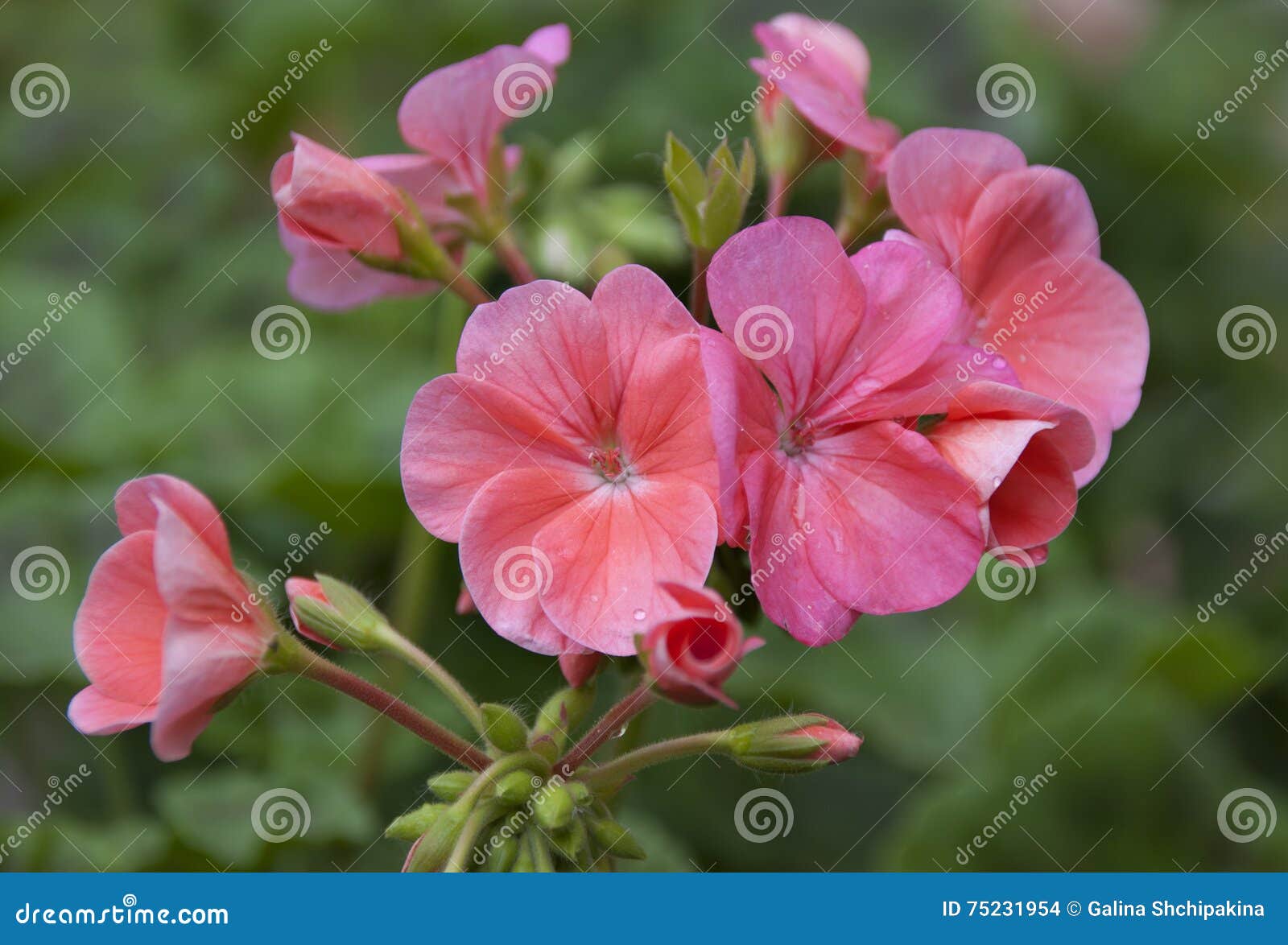 Rosa do Pelargonium foto de stock. Imagem de crescimento - 75231954