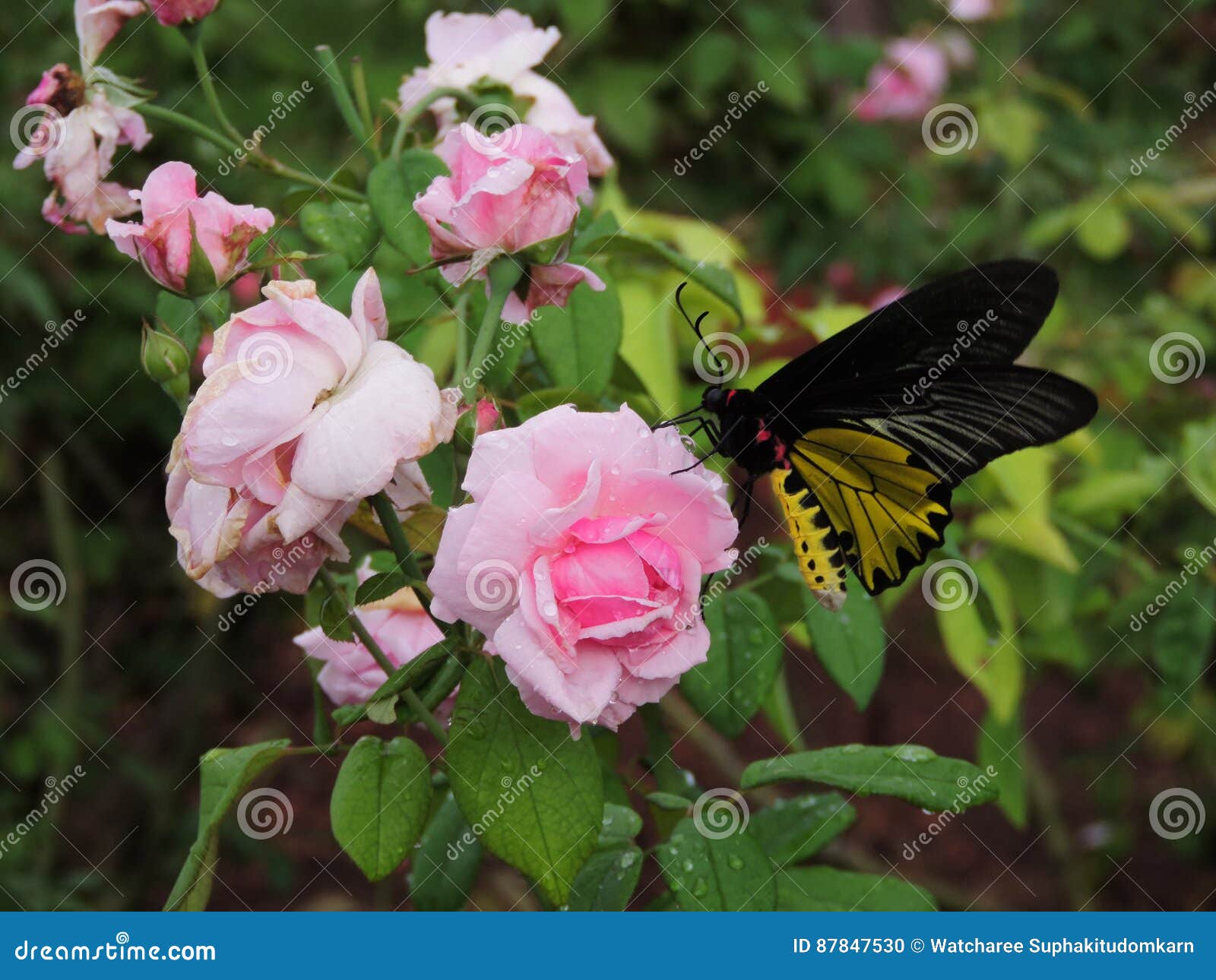 Rosa Do Rosa E Uma Borboleta Foto de Stock - Imagem de dependência ...