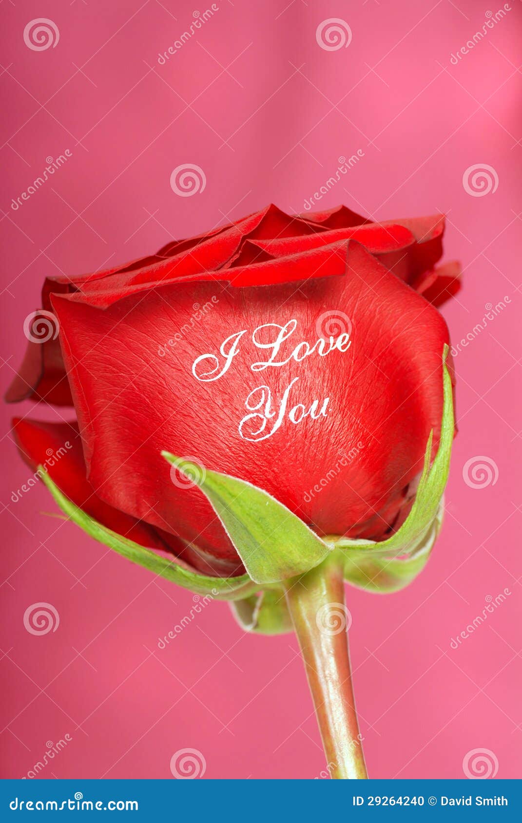 Rosa Do Vermelho Com Eu Te Amo Impressa Nela Foto de Stock - Imagem de ...