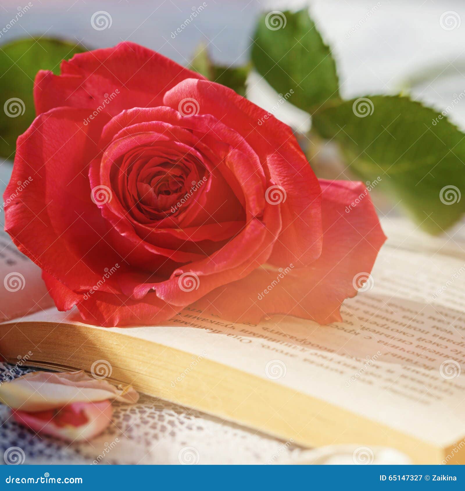 Rosa E Libro Rosa Sulla Tavola Al Sole, Fuoco Molle Valentines Immagine ...