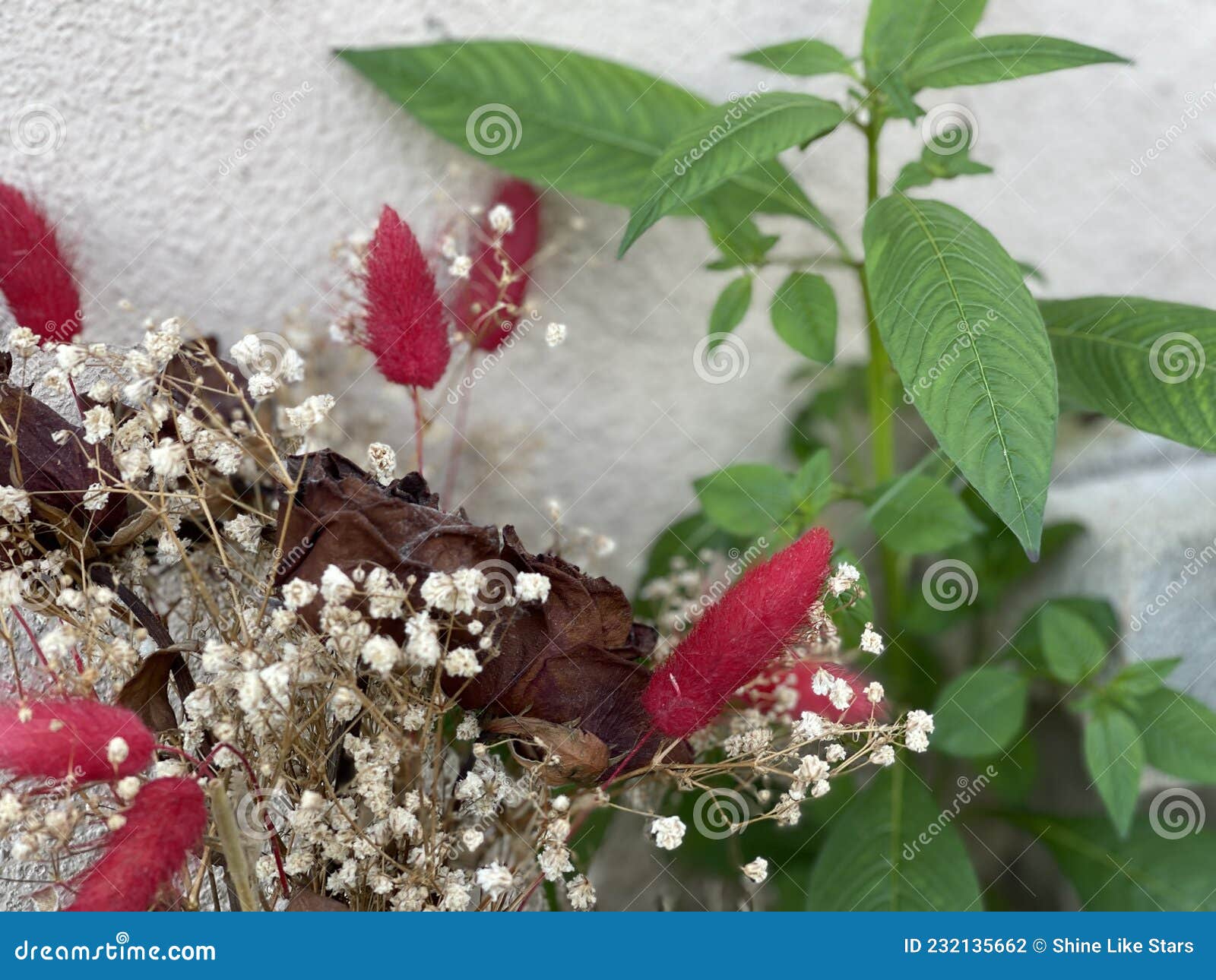 Rosa e planta verde foto de stock. Imagem de rebarbada - 232135662