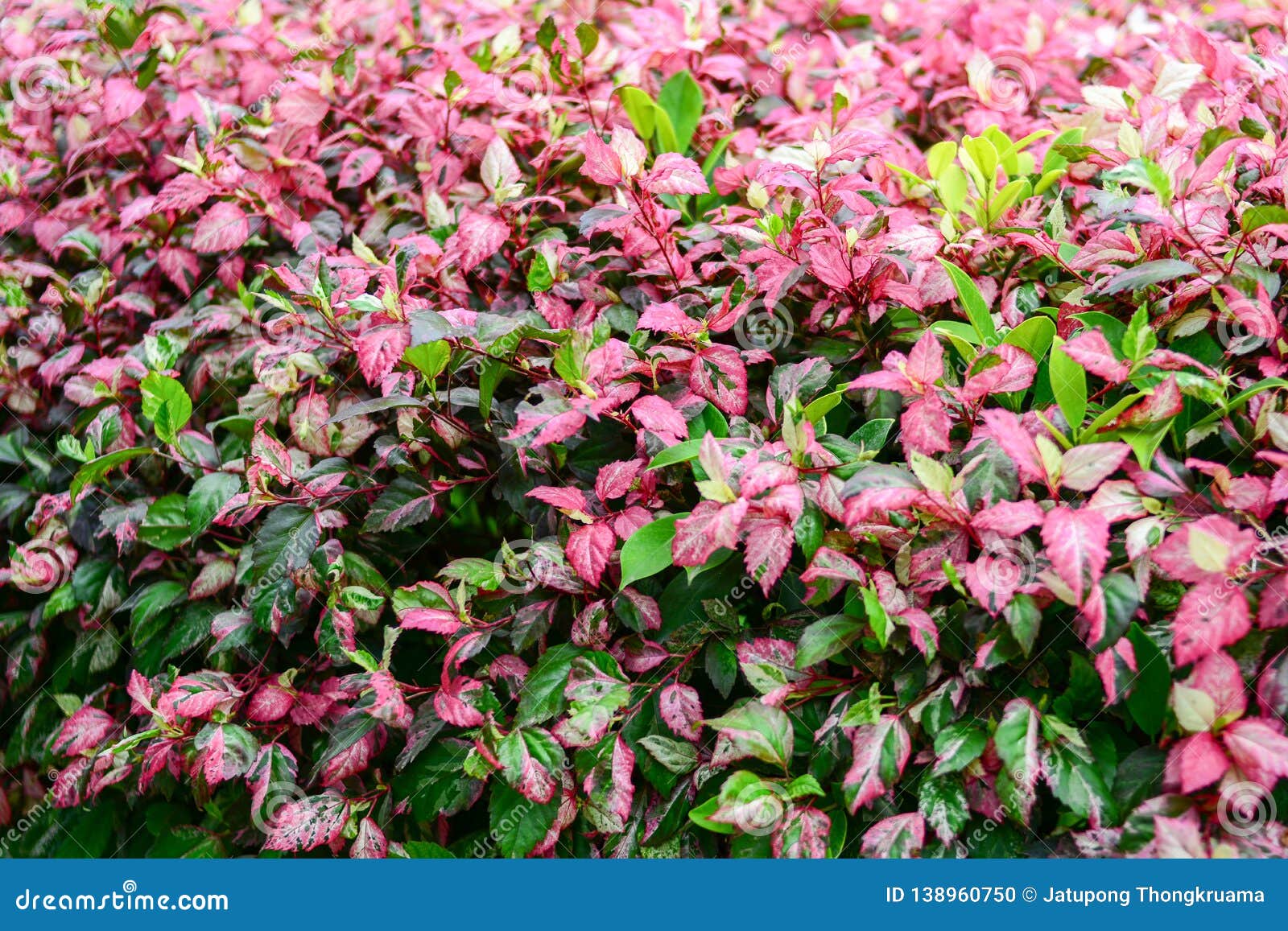 Rosa E Planta Verde Das Folhas Foto de Stock - Imagem de forma, floral ...