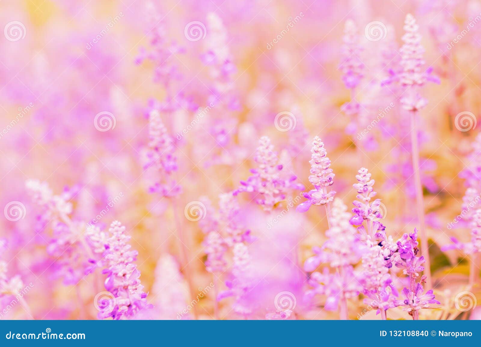 Rosa En Colores Pastel De La Flor Foto de archivo - Imagen de rosa ...