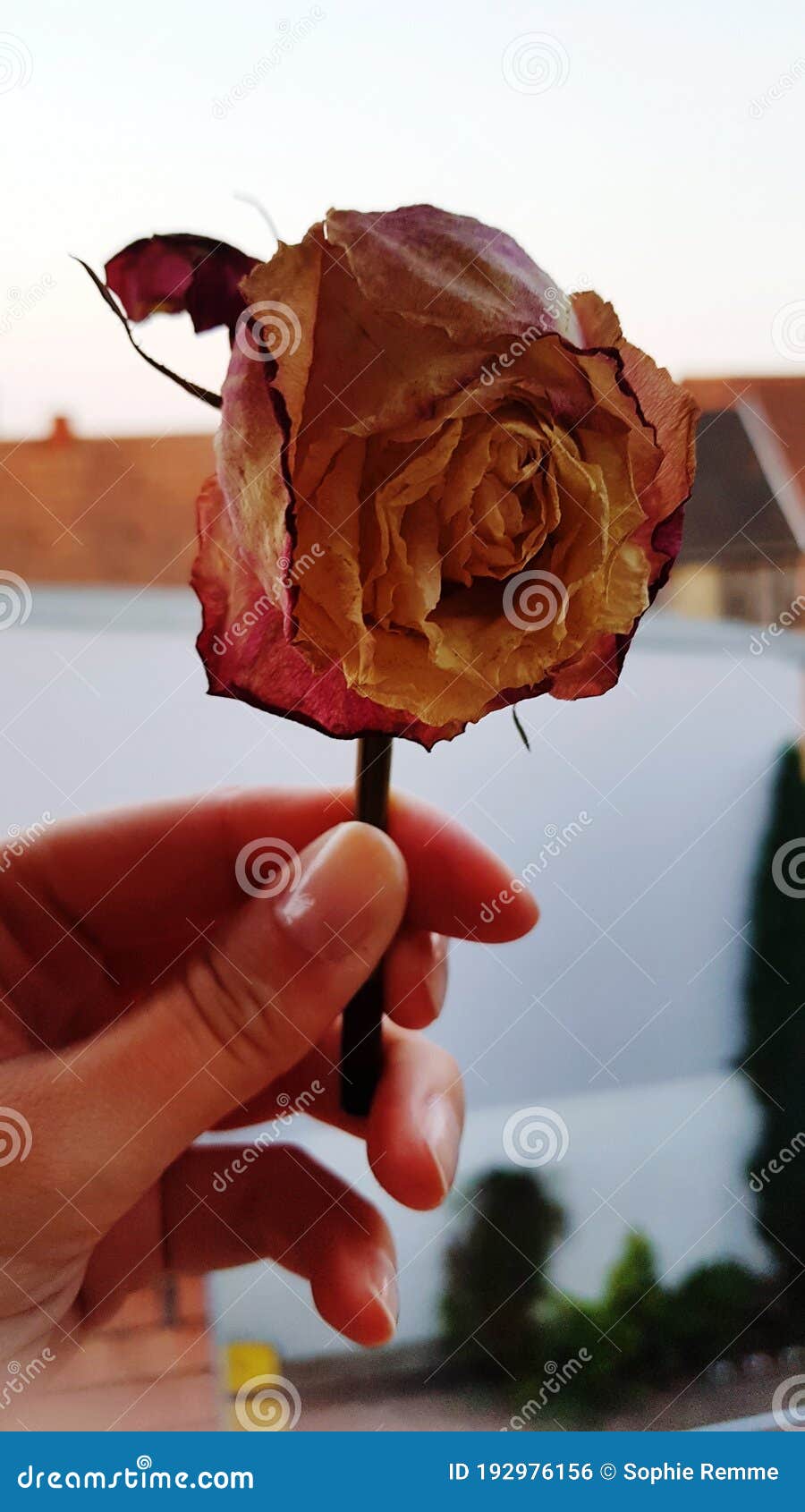 Rosa en la mano foto de archivo. Imagen de mano, flores - 192976156